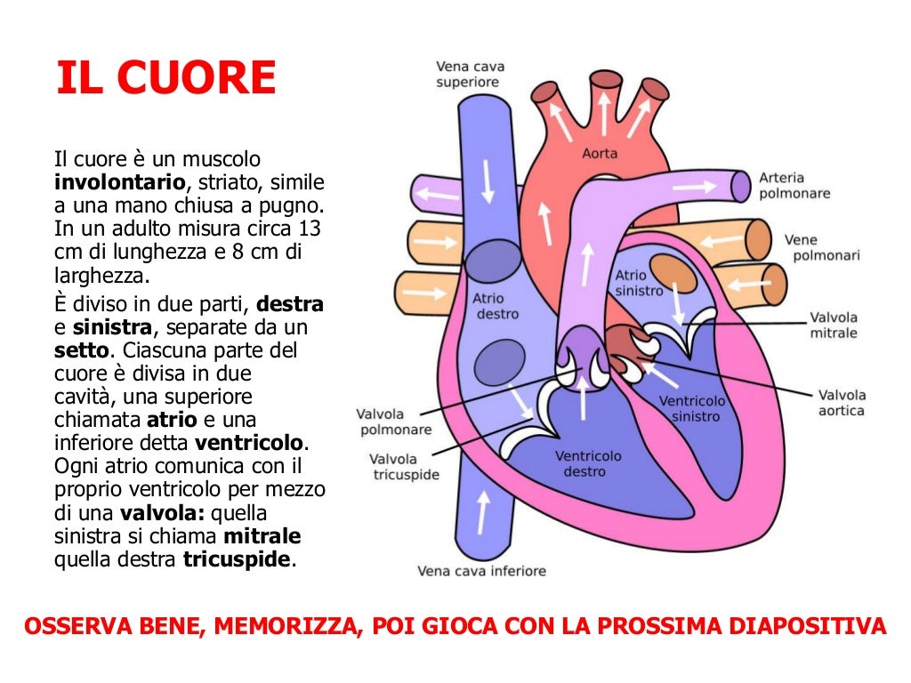 Cuore e circolazione
