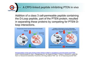 Cupid Peptides presentation wjr | PDF