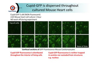 Cupid Peptides presentation wjr | PDF