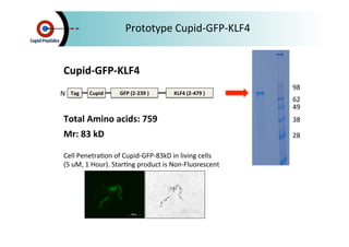 Cupid Peptides presentation wjr | PDF