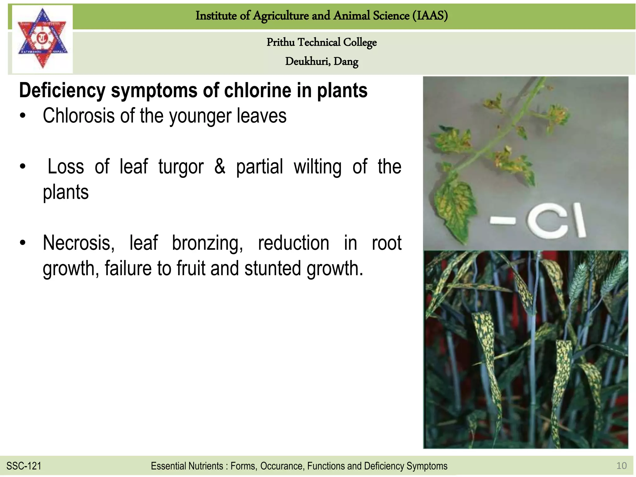 Functions and deficiency symptoms of copper and chlorine in plants | PPTX