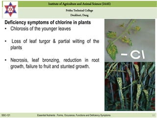 Chlorine Deficiency In Plants