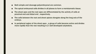 cupressus.pptx