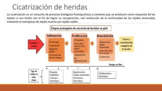 Curación de Heridas.pptx