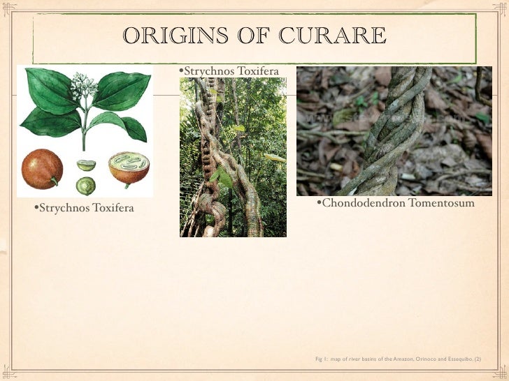 Curare Presentation