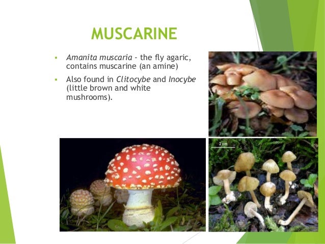 Curative and preventive Measures of Mushroom A Presentation By Mr All…