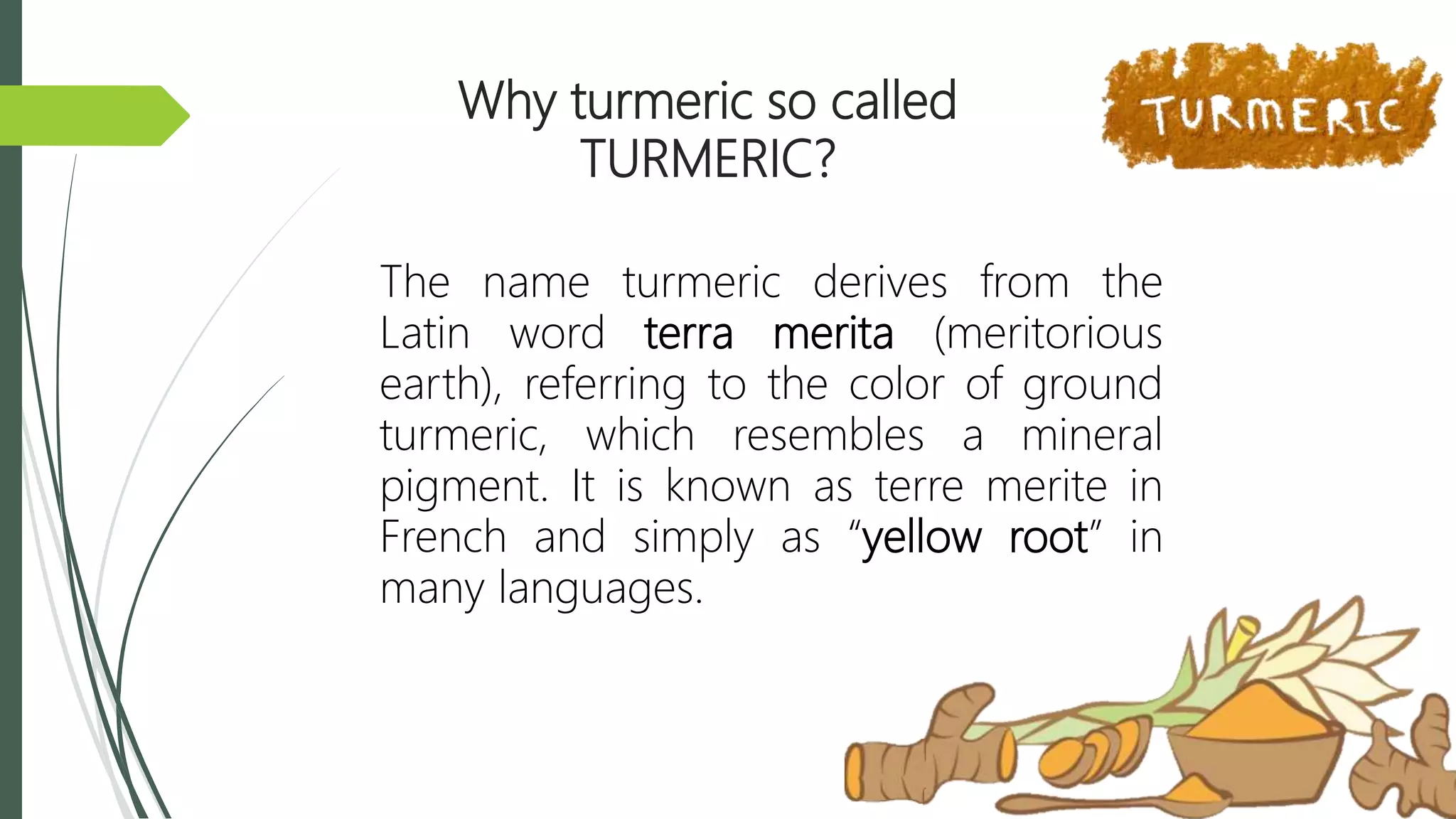 Curcuma longa - Turmeric and Its Effects on Hypertension (The Mechanism ...