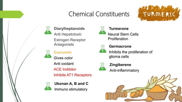 Curcuma longa - Turmeric and Its Effects on Hypertension (The Mechanism ...
