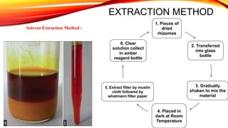 Curcumina longa active constituent | PPTX