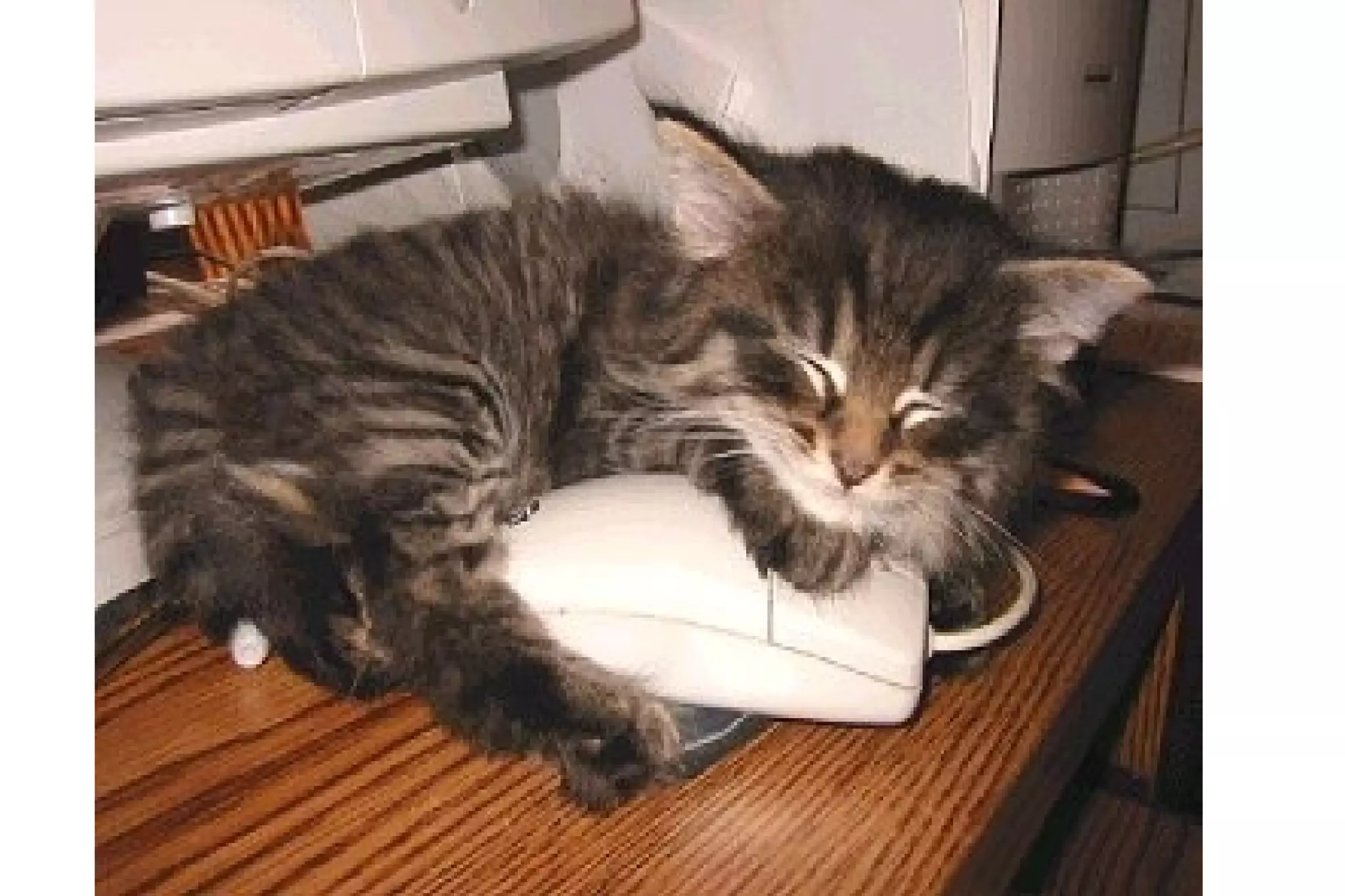 Cure animal photos | PPT