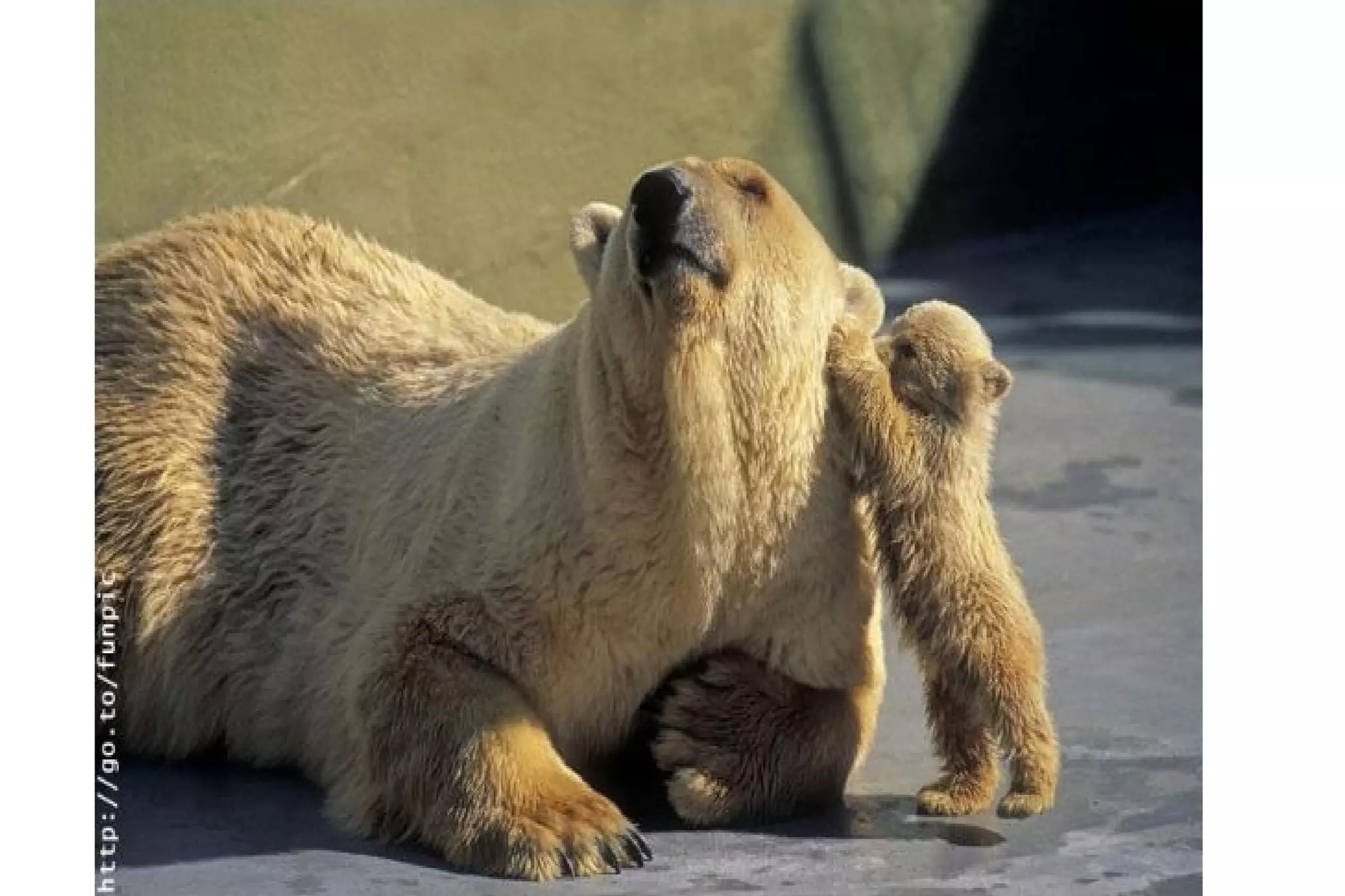 Cure animal photos | PPT