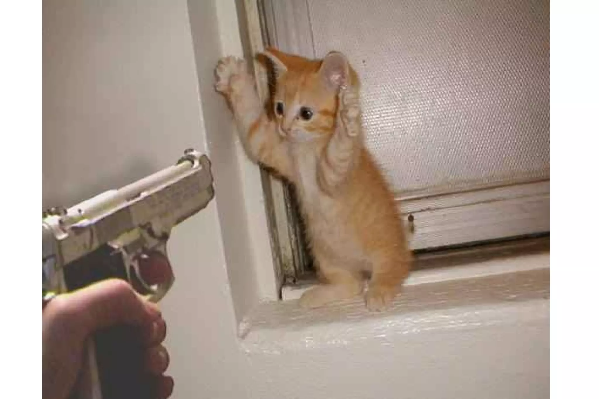 Cure animal photos | PPT