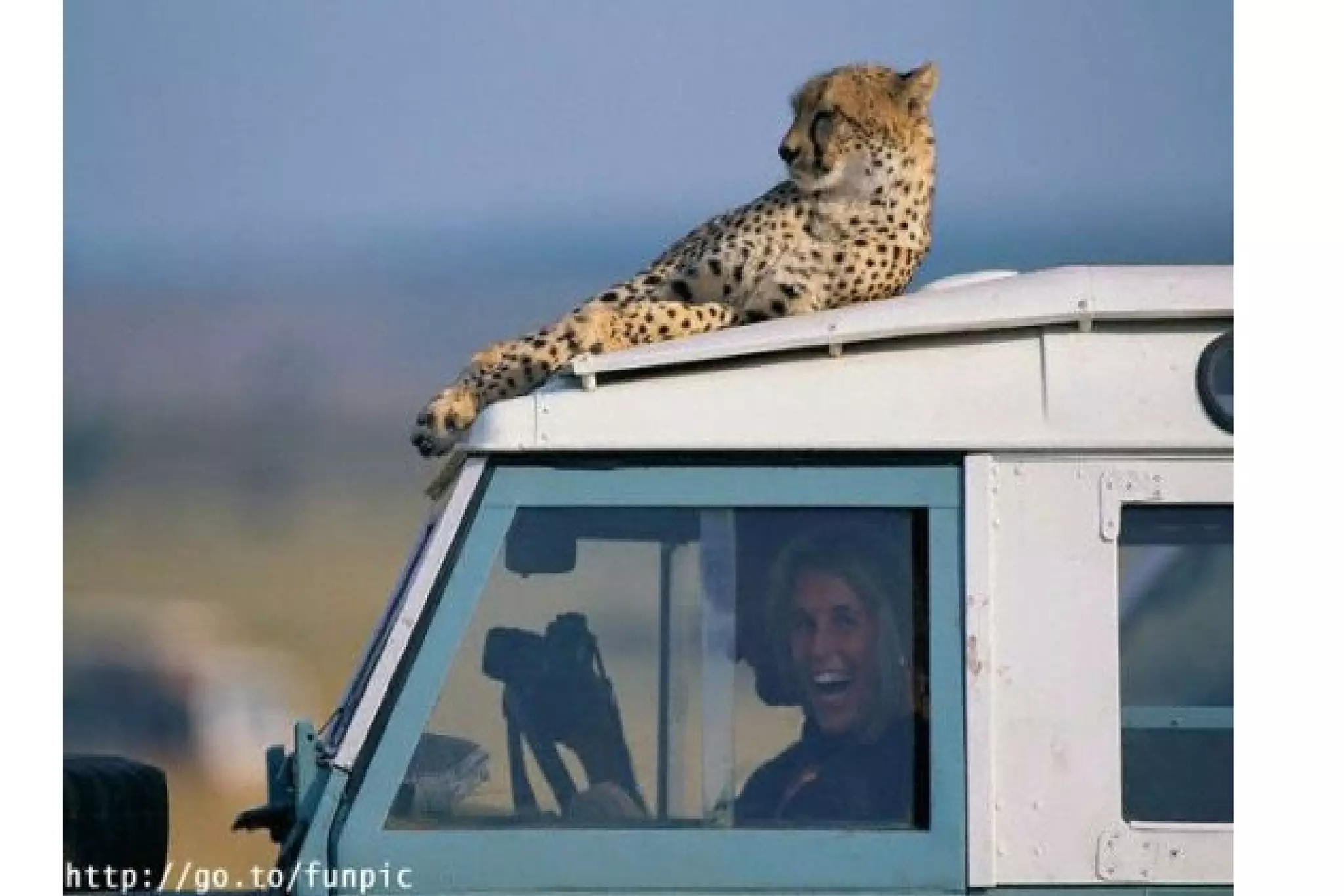 Cure animal photos | PPT