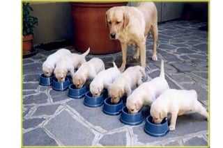 Cure animal photos | PPT