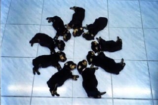 Cure animal photos | PPT