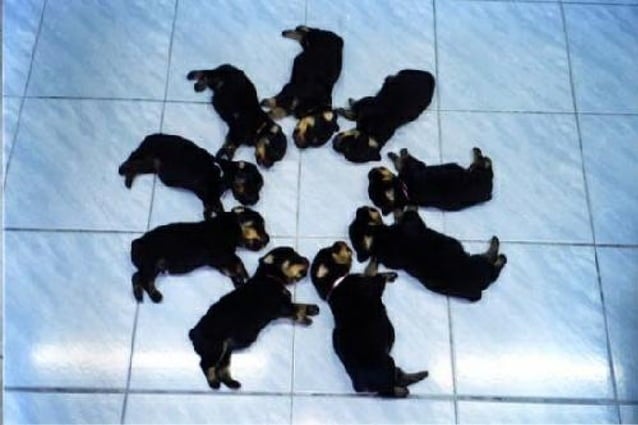 Cure animal photos | PPT