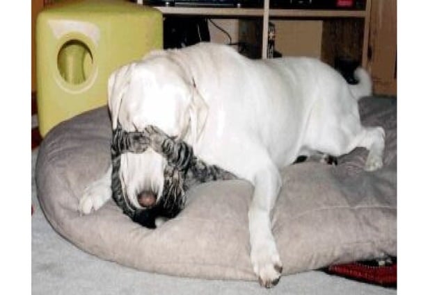 Cure animal photos | PPT