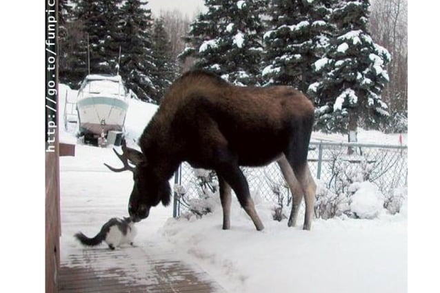 Cure animal photos | PPT