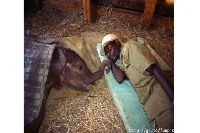 Cure animal photos | PPT