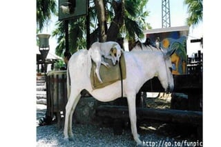 Cure animal photos | PPT