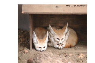 Cure animal photos | PPT