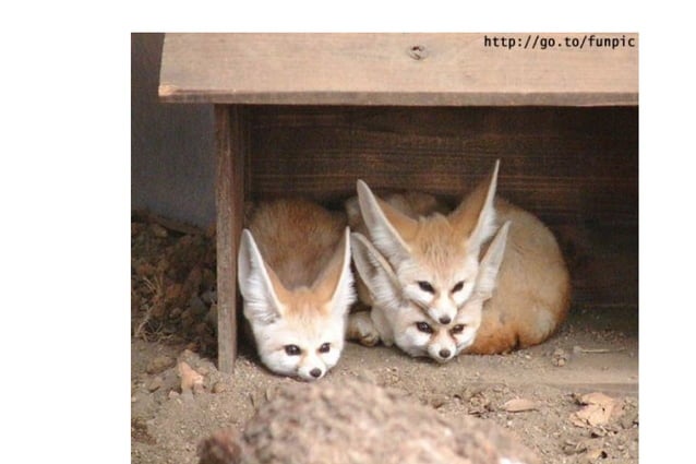 Cure animal photos | PPT