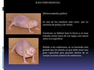 Curiosidades animales | PPTX