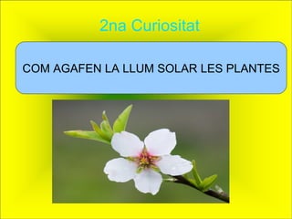 Curiositats | PPT