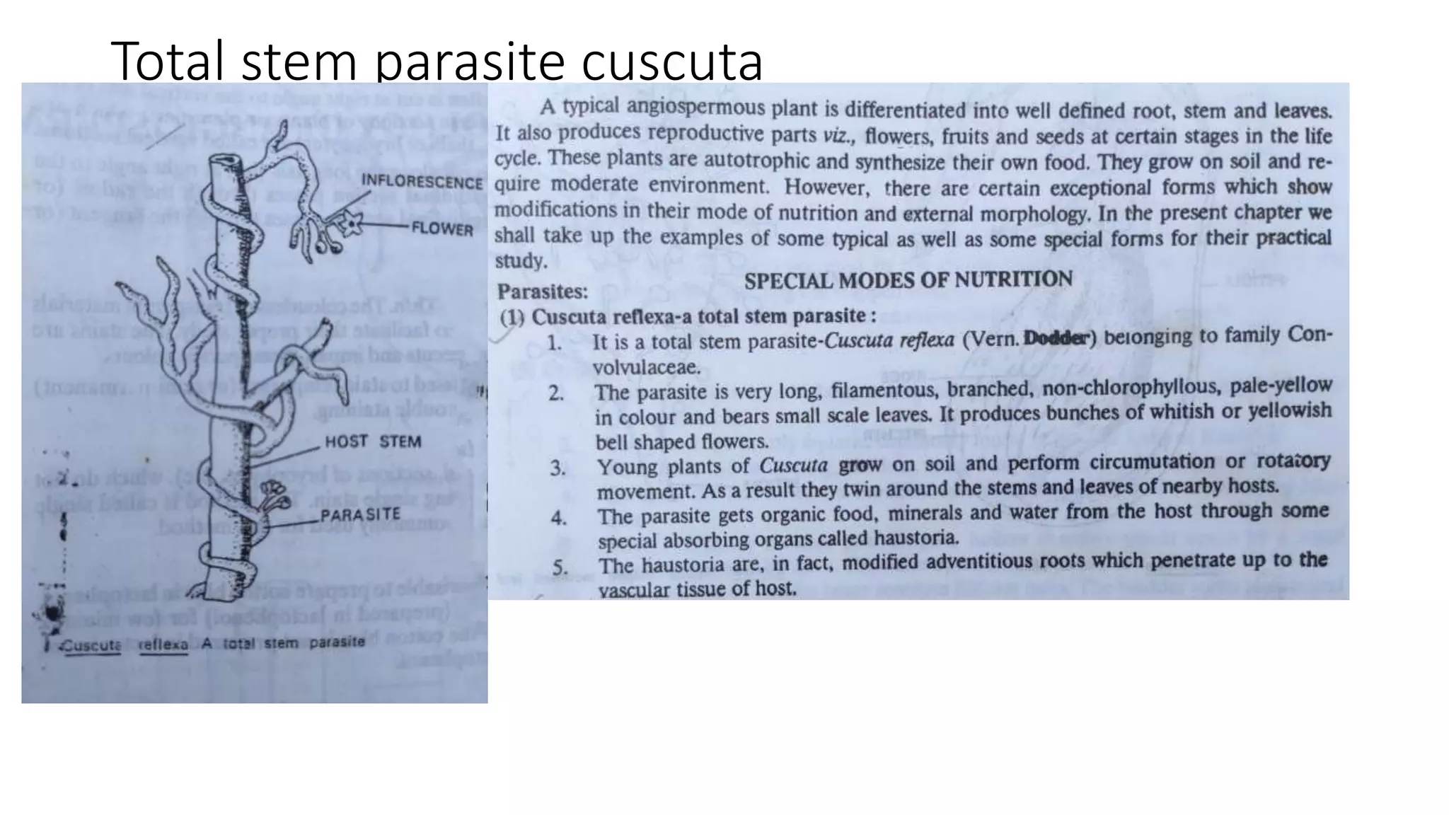 curious plants sem1.pptx