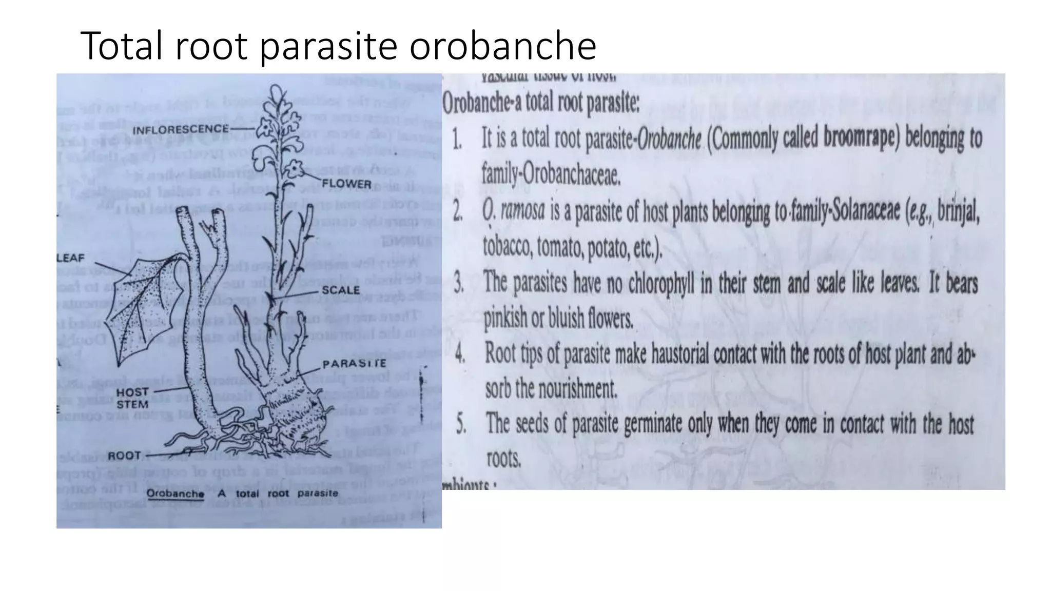 curious plants sem1.pptx