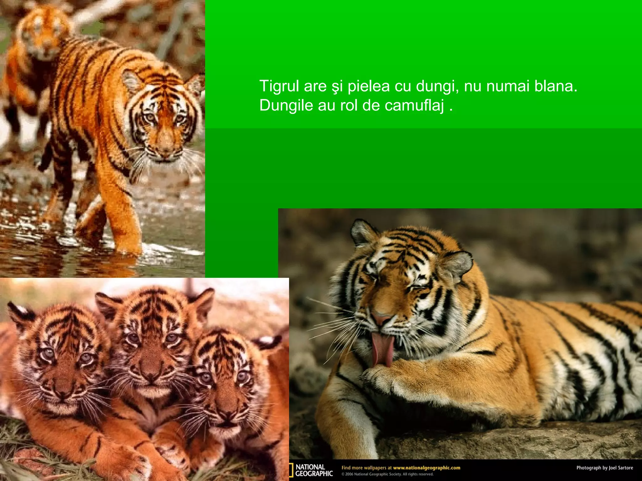 Curiozitati despre mamifere | PPT