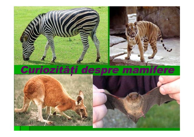 Curiozitati mamifere | PPT