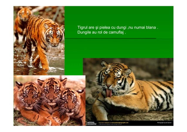 Curiozitati mamifere | PPT