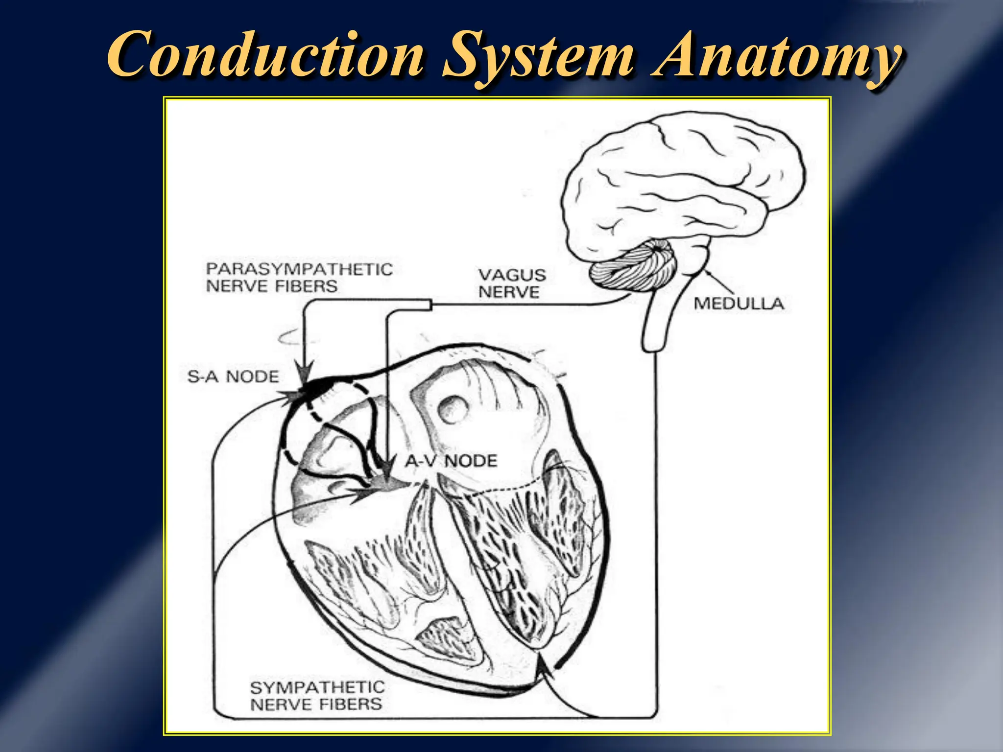 Pediatric EGC interpretation... Overview of pediatric ECG | PDF