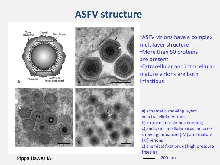 Current approaches for African swine fever virus vaccine development