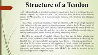 Current Concepts in Tendinopathies - palas.pptx