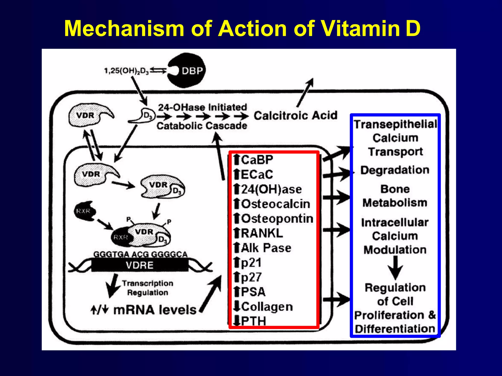 Current Knowledge of Vitamin D Metabolism and Function by Dr Glenville ...