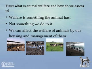 Current Options in Farm Animal Welfare Audits - Jim Reynolds | PPT
