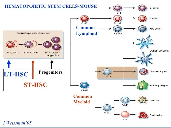 Current Perspectives on Stem Cell Biology