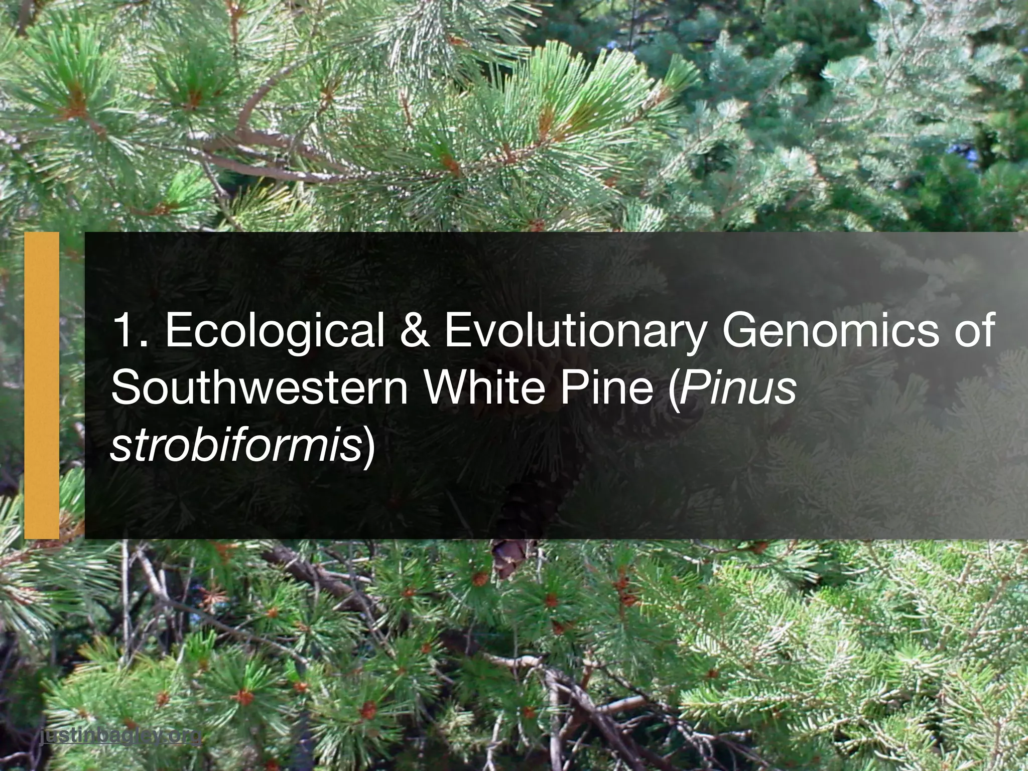 Project Overview: Ecological & Evolutionary Genetics of Southwestern ...