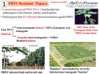 Current Scenario of Transgenic Fruit.pptx