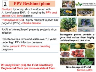 Current Scenario of Transgenic Fruit.pptx