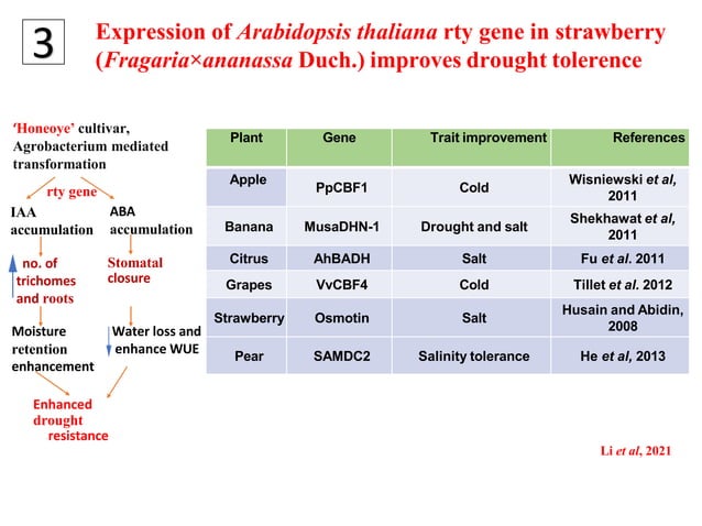 Current Scenario of Transgenic Fruit.pptx | Agriculture | Industries