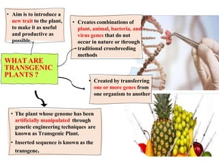 Current Scenario of Transgenic Fruit.pptx