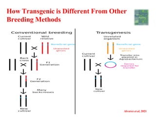 Current Scenario of Transgenic Fruit.pptx