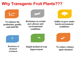 Current Scenario of Transgenic Fruit.pptx