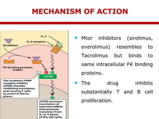 Everolimus Mechanism Of Action