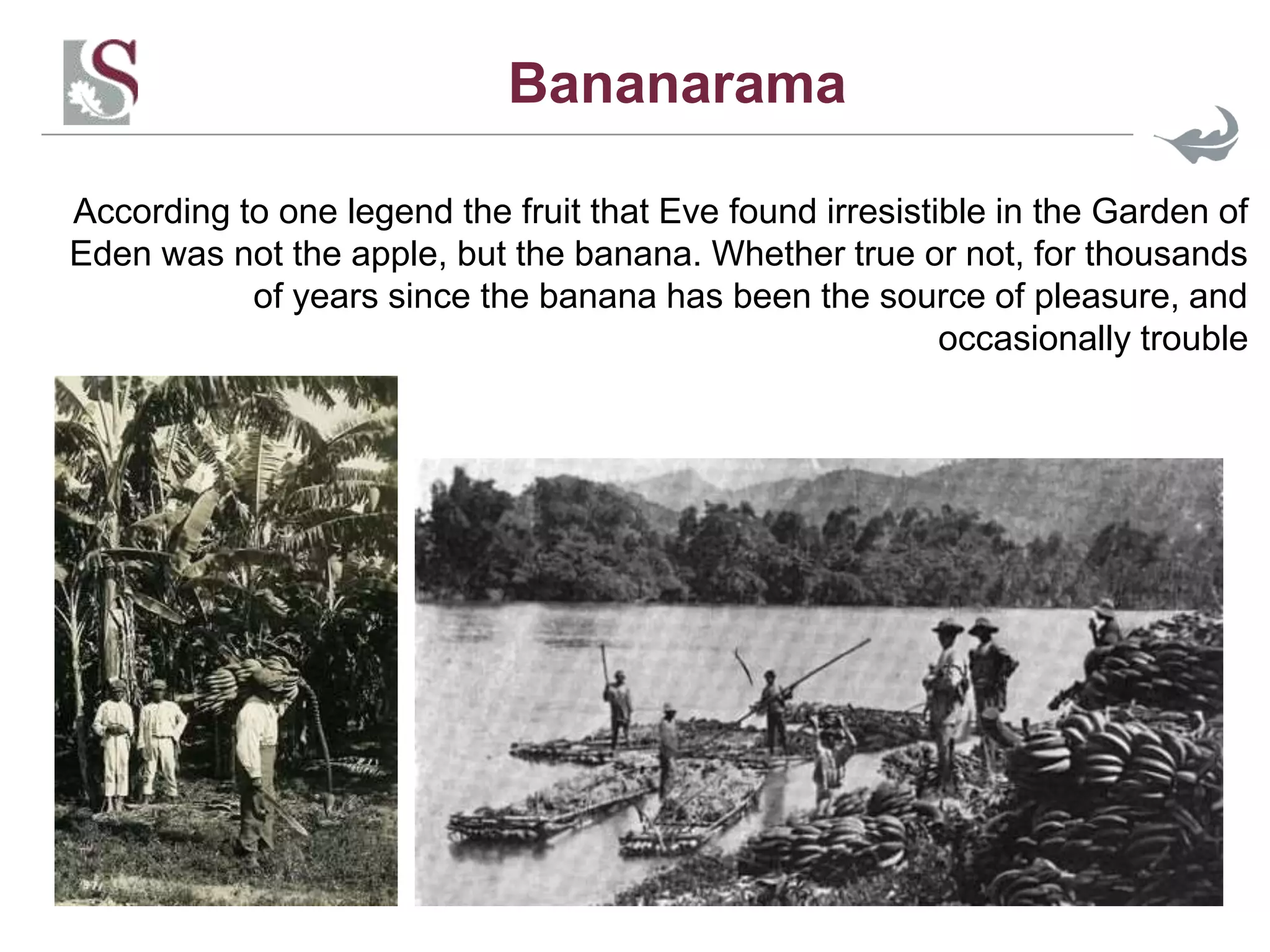 The History and Current Status of Banana Fusarium Wilt: From bananarama ...
