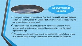 Current status of transgenic salmon 2016 | PPTX