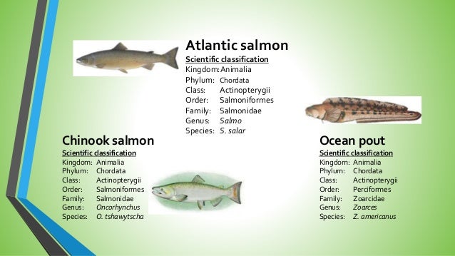 Current status of transgenic salmon 2016